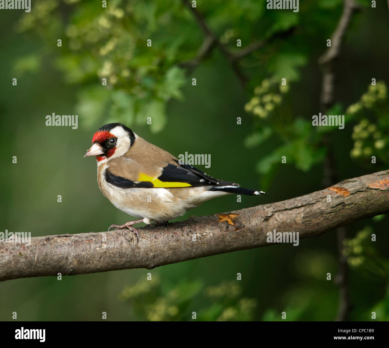 Goldfinch - Bird Stock Photo - Alamy