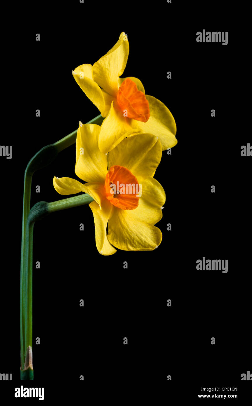 Daffodil on black Stock Photo - Alamy