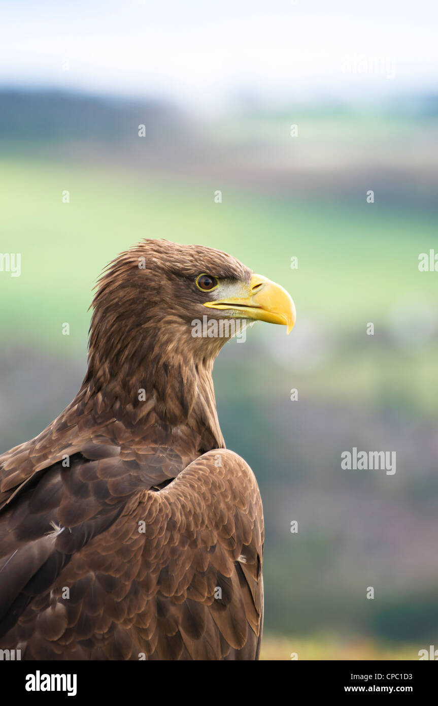 White tailed sea eagle Stock Photo - Alamy