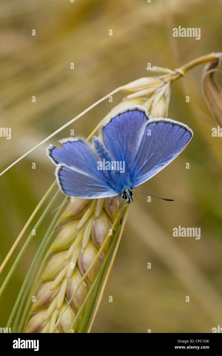 blue butterfly on corn Stock Photo - Alamy