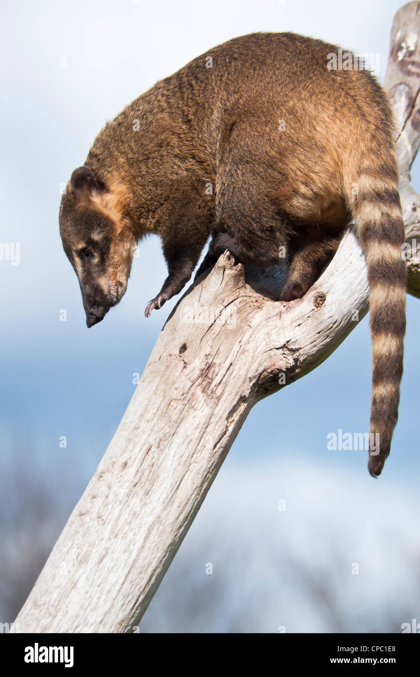 Coatimundi hi-res stock photography and images - Alamy