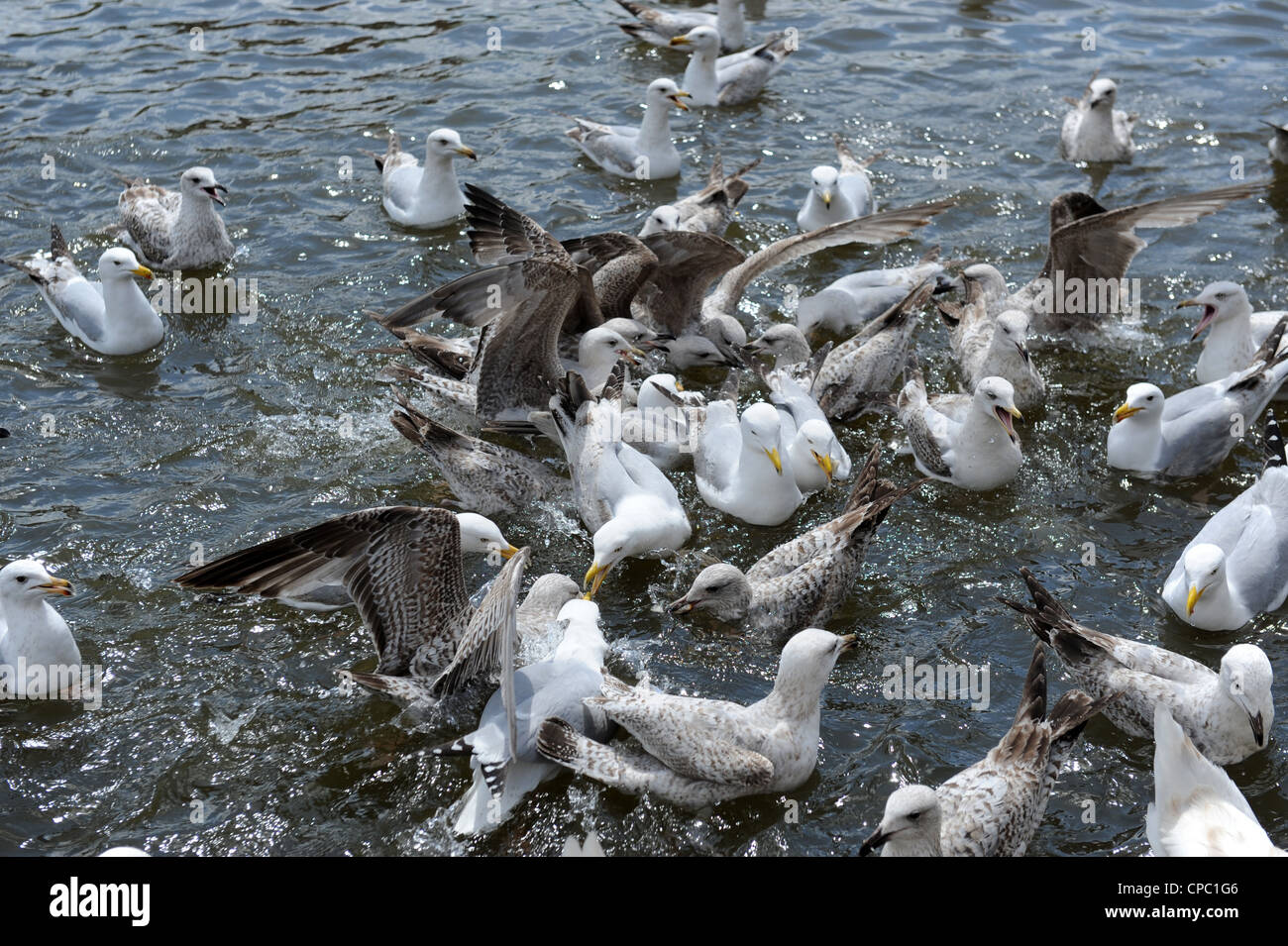Birds fighting over food hi-res stock photography and images - Alamy