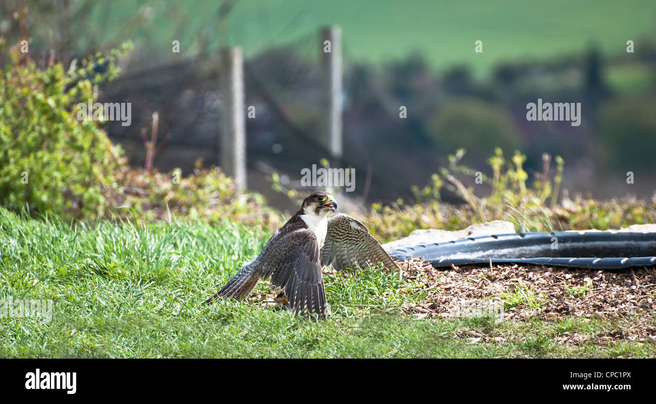 Peregrine Falcon Prey Hunting Stock Photos & Peregrine Falcon Prey ...