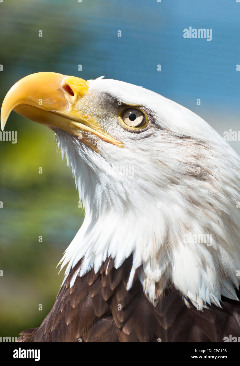 American bald eagle Stock Photo - Alamy