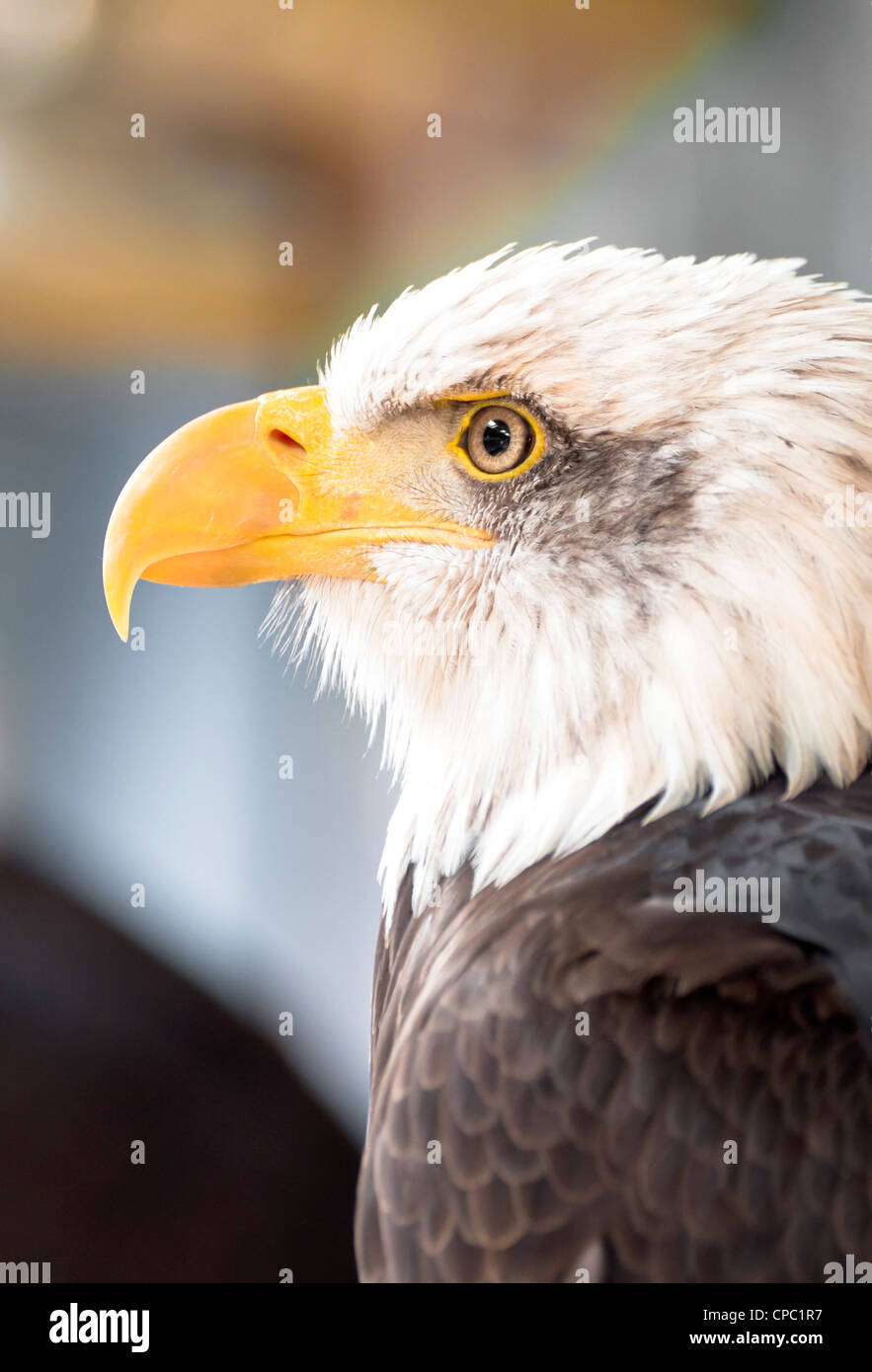 An American bald eagle Stock Photo - Alamy