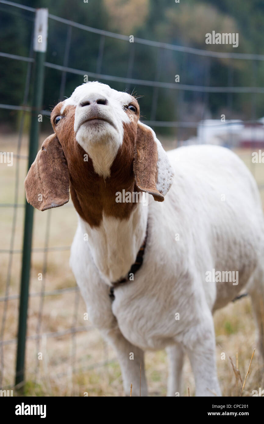 A close up of a friendly goat giving the camera a good look Stock Photo ...