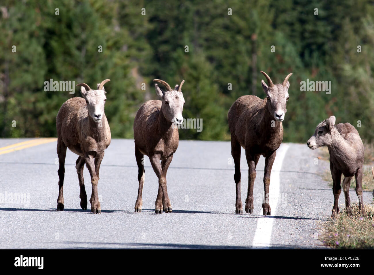 Lamb walk hi-res stock photography and images - Alamy