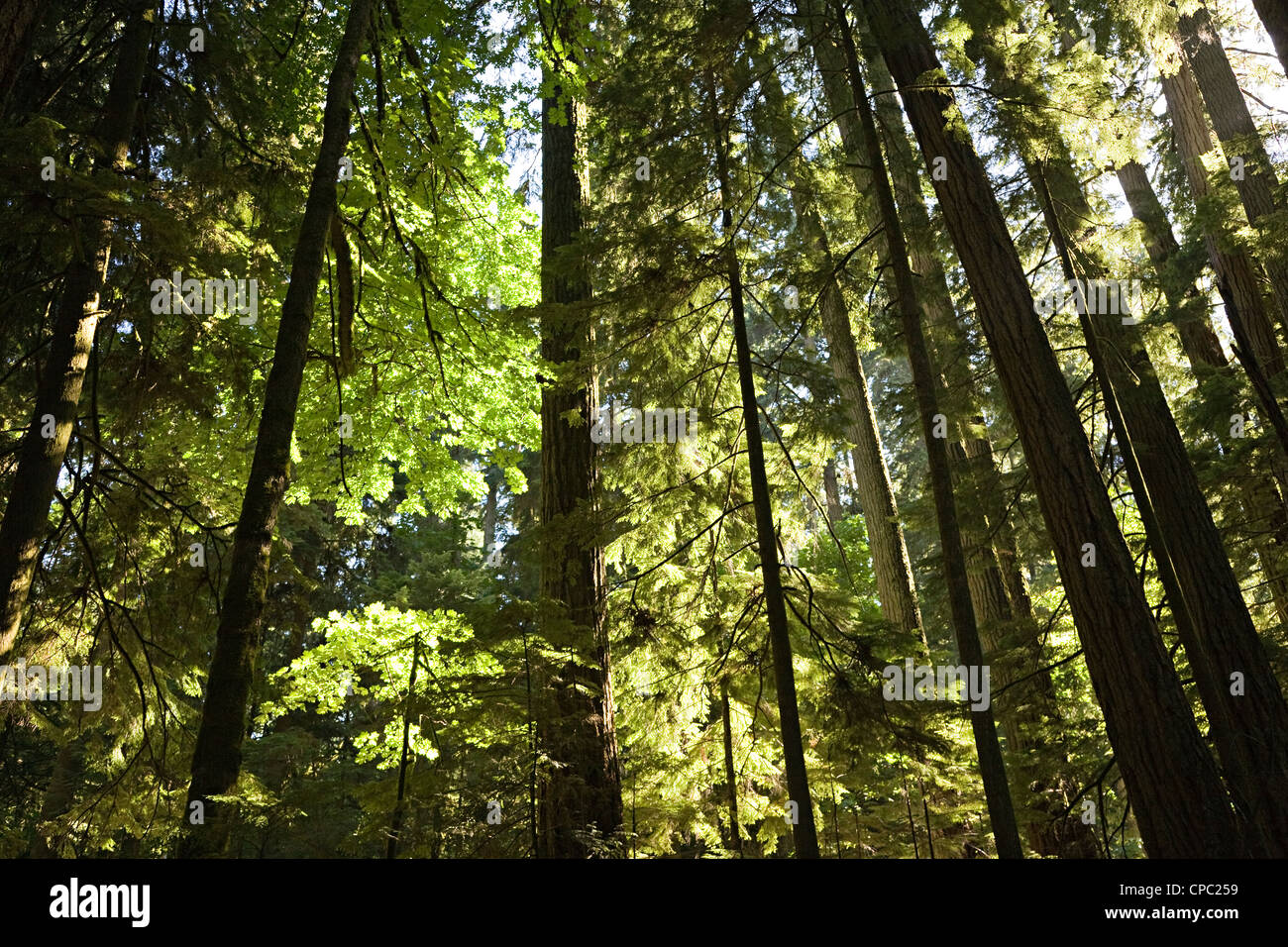 Old growth forest at Cathedral Grove, MacMillan Provincial Park ...
