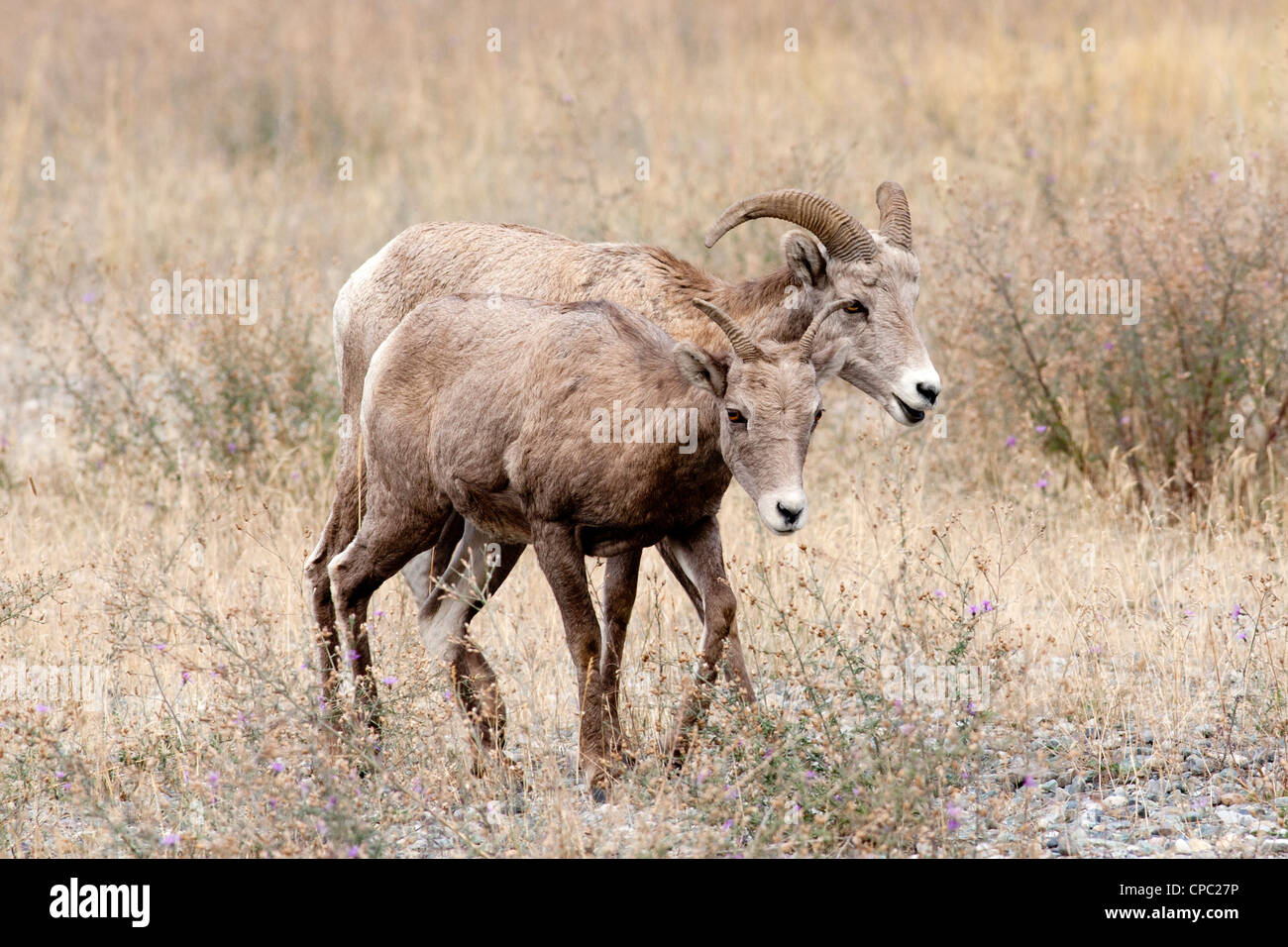 Bighorn sheep ram and ewe hi-res stock photography and images - Alamy