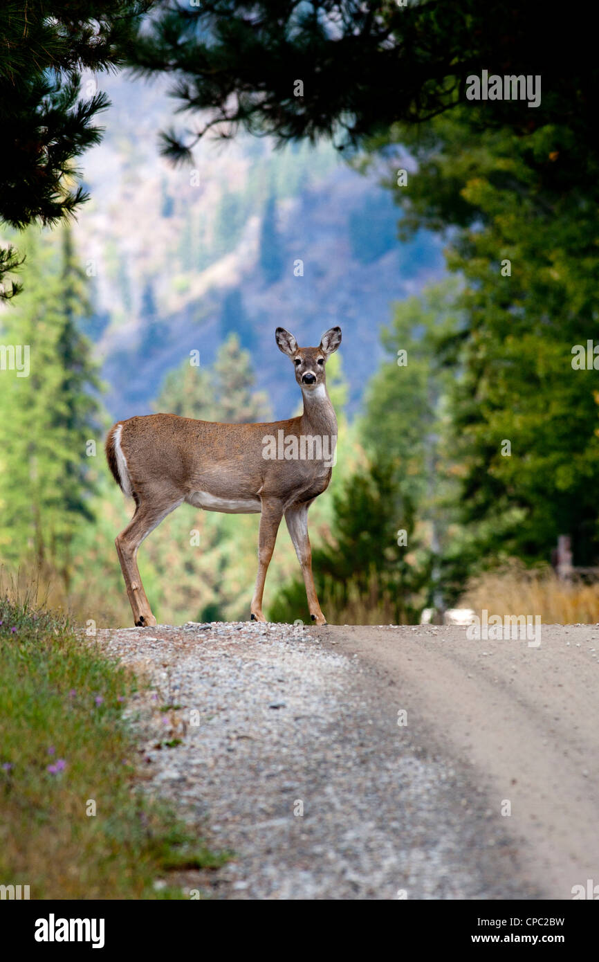 A deer stands by the side of a dirt road Stock Photo - Alamy