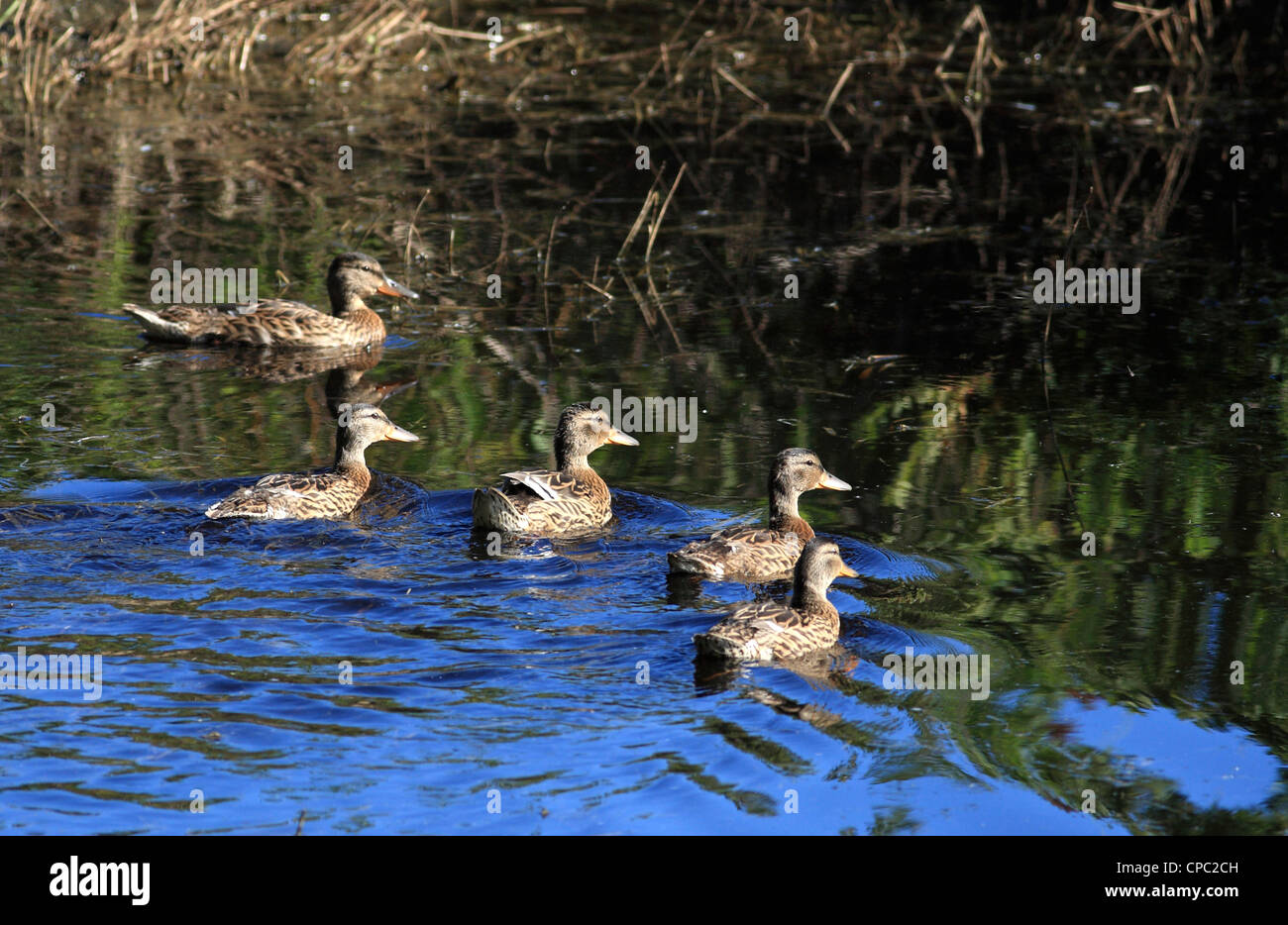 Some ducks swimming together in dark blue water Stock Photo - Alamy
