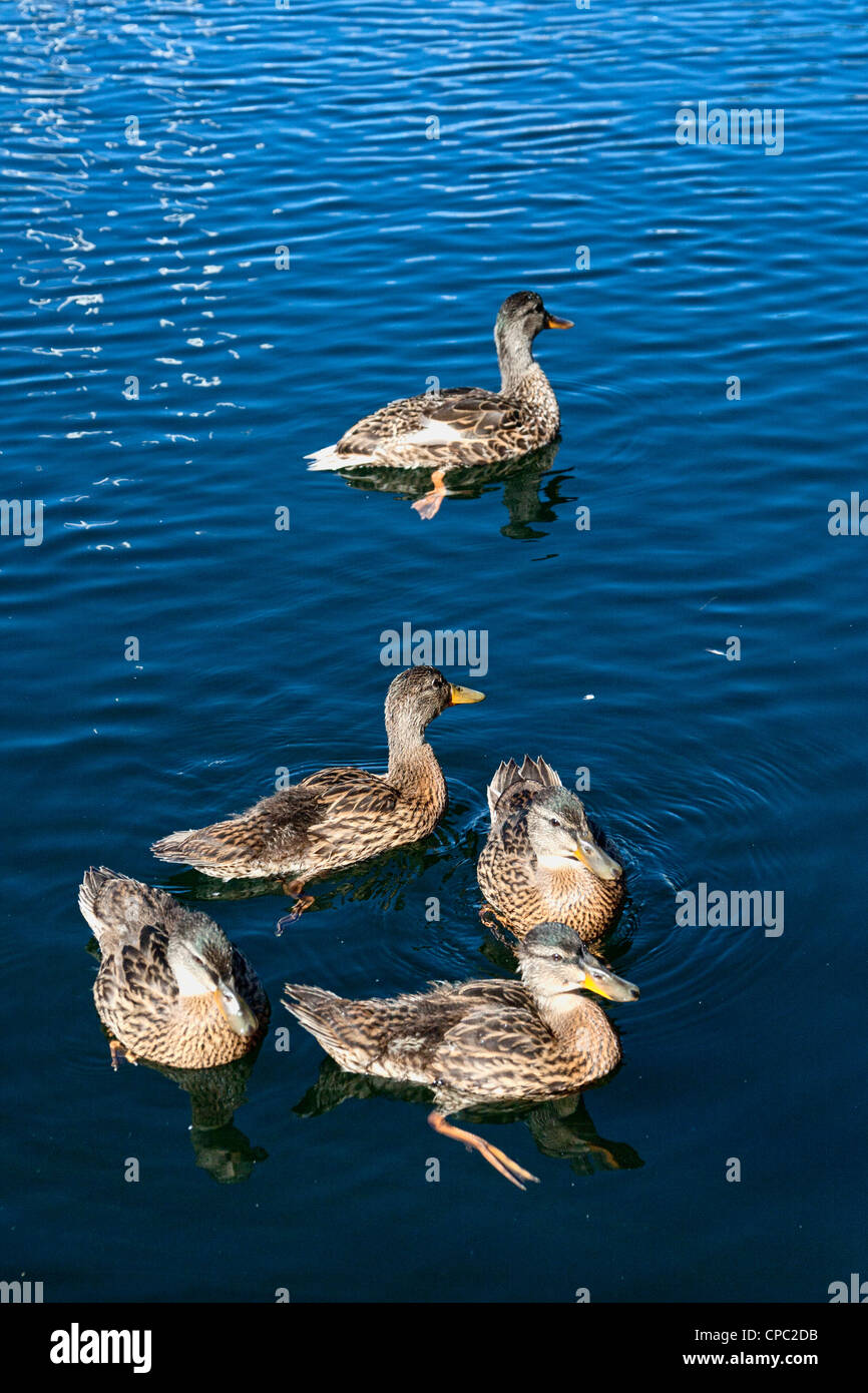 Nature looks like animals hi-res stock photography and images - Alamy