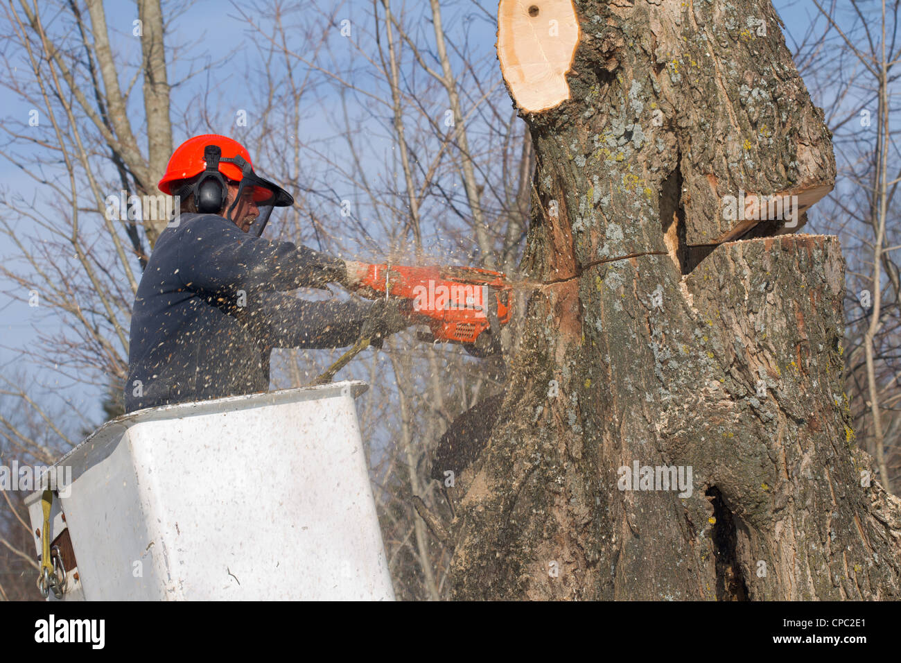 A tree surgeon trims a maple tree using a chainsaw and a bucket truck ...