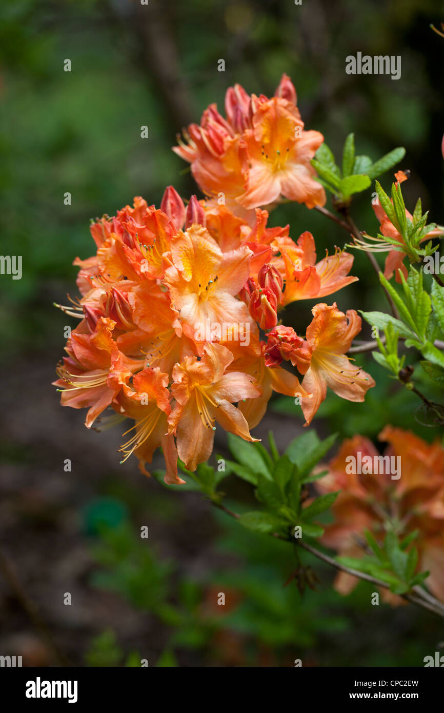 A bright orange rhododendron flowering in a Wiltshire garden in spring ...