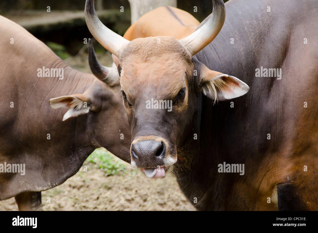Malaysia, Island of Borneo, Sabah, Kota Kinabalu, Lok Kawi Wildlife ...