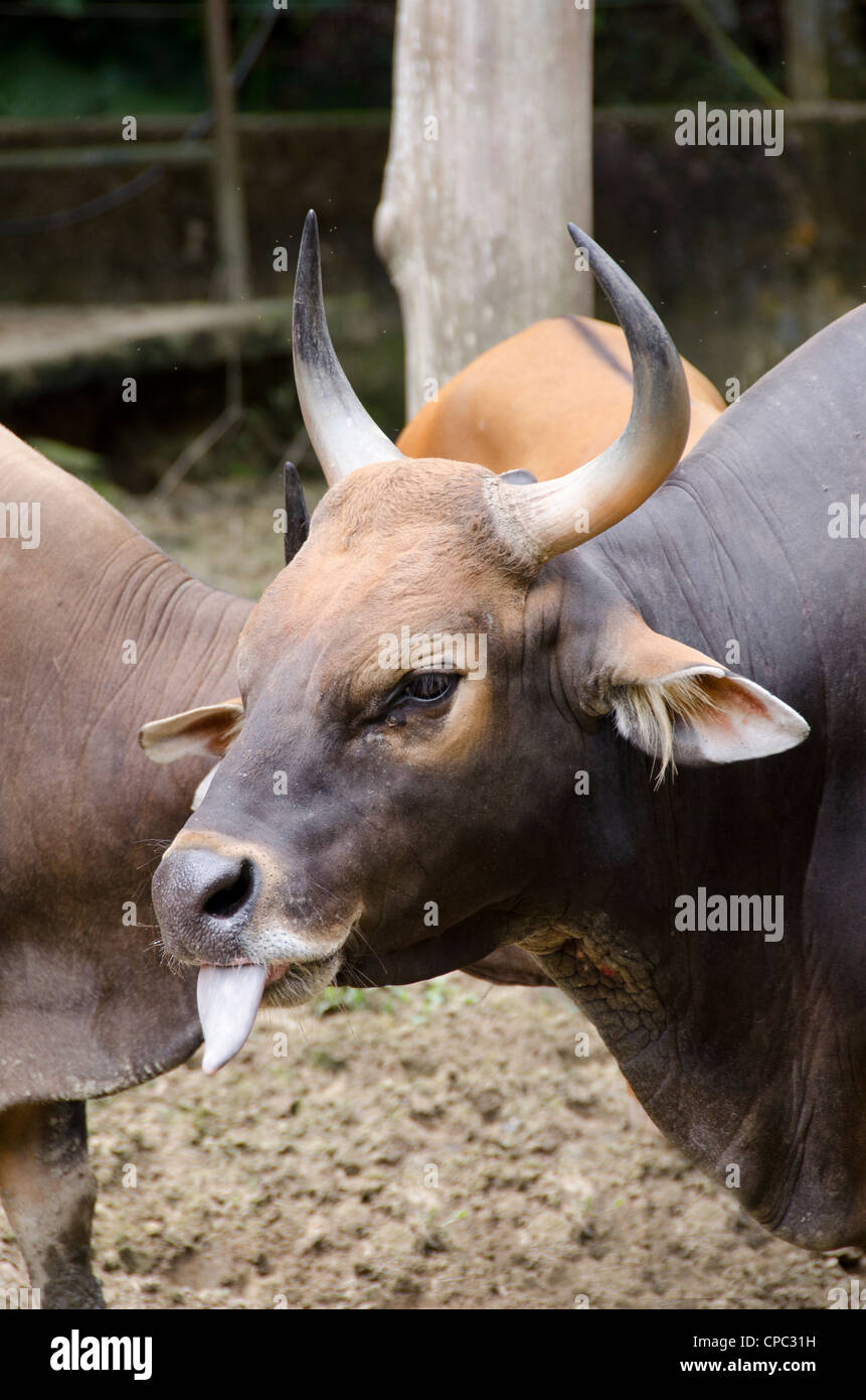 Malaysia, Island of Borneo, Sabah, Kota Kinabalu, Lok Kawi Wildlife ...