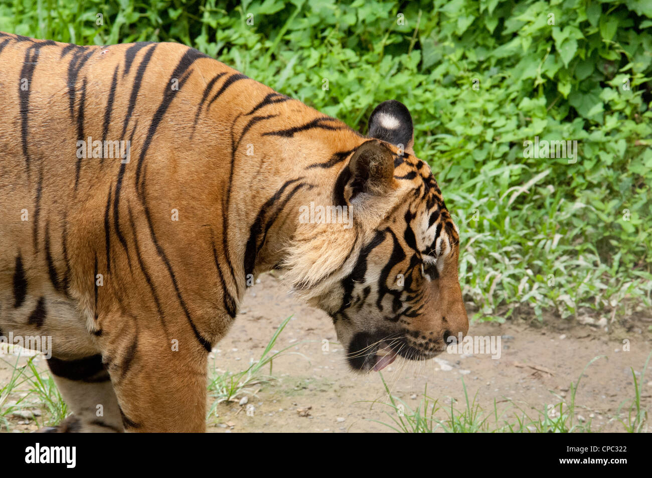 Malaysia, Island of Borneo, Sabah, Kota Kinabalu, Lok Kawi Wildlife ...
