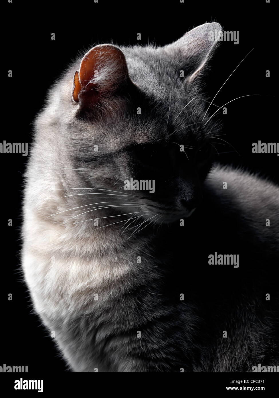 Cat is hiding its face from the light. Low-key image Stock Photo - Alamy