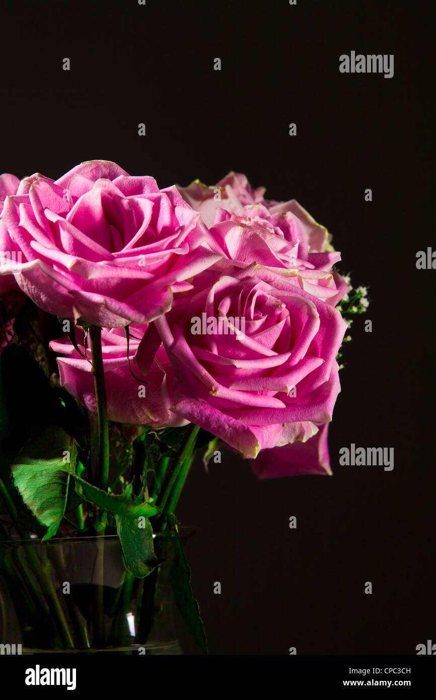 Low key roses hi-res stock photography and images - Alamy