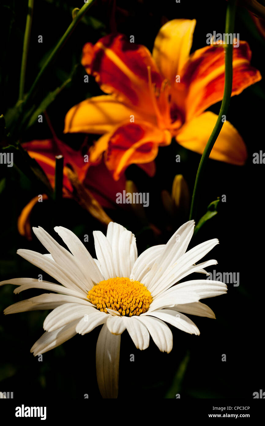 A daisy and a tiger lily share a space in the garden Stock Photo - Alamy