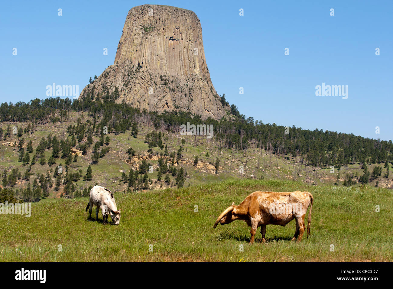 Cattle in field in wyoming hi-res stock photography and images - Alamy