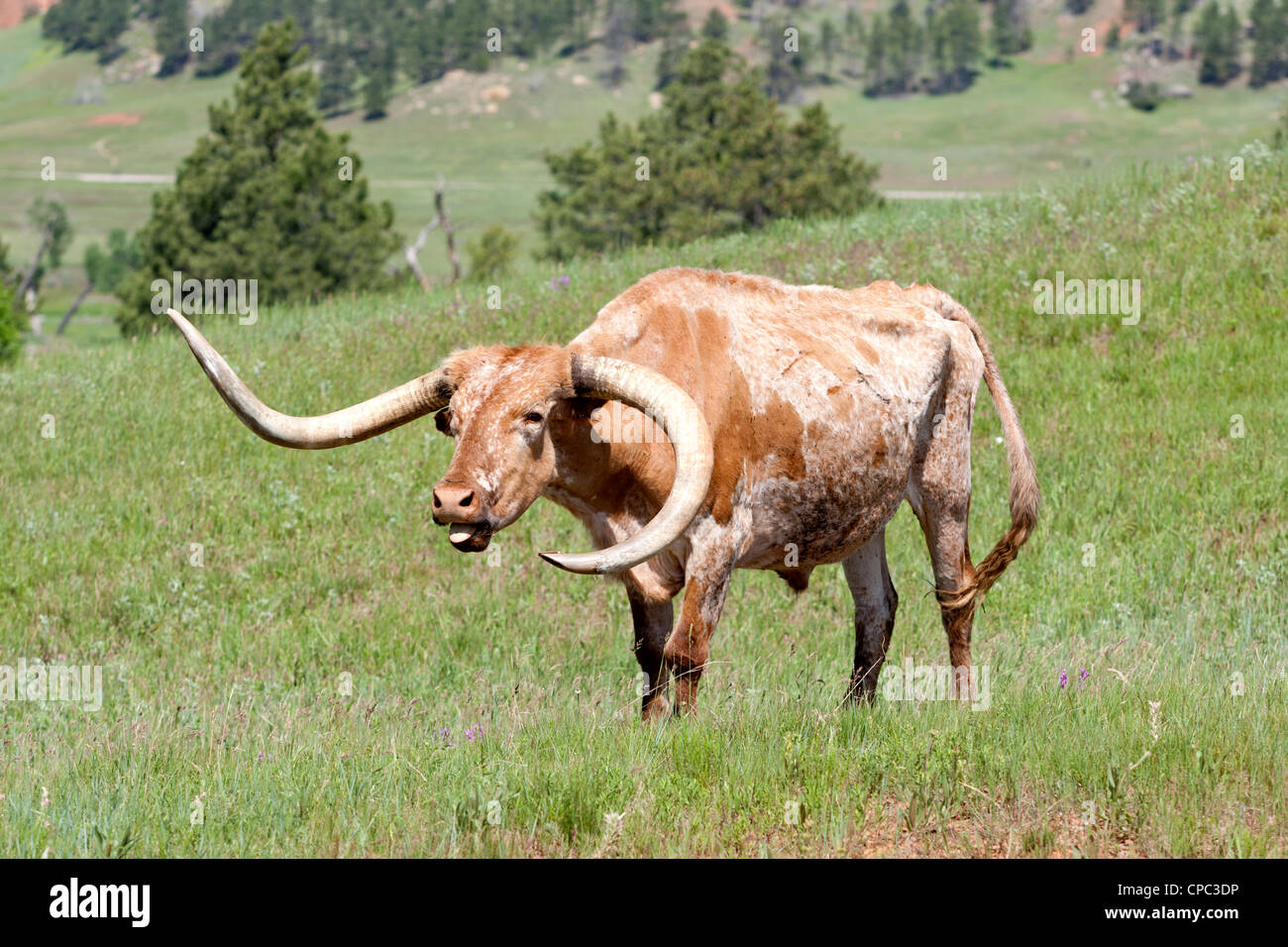A longhorn cow sounds off with a moo in the pasture Stock Photo - Alamy