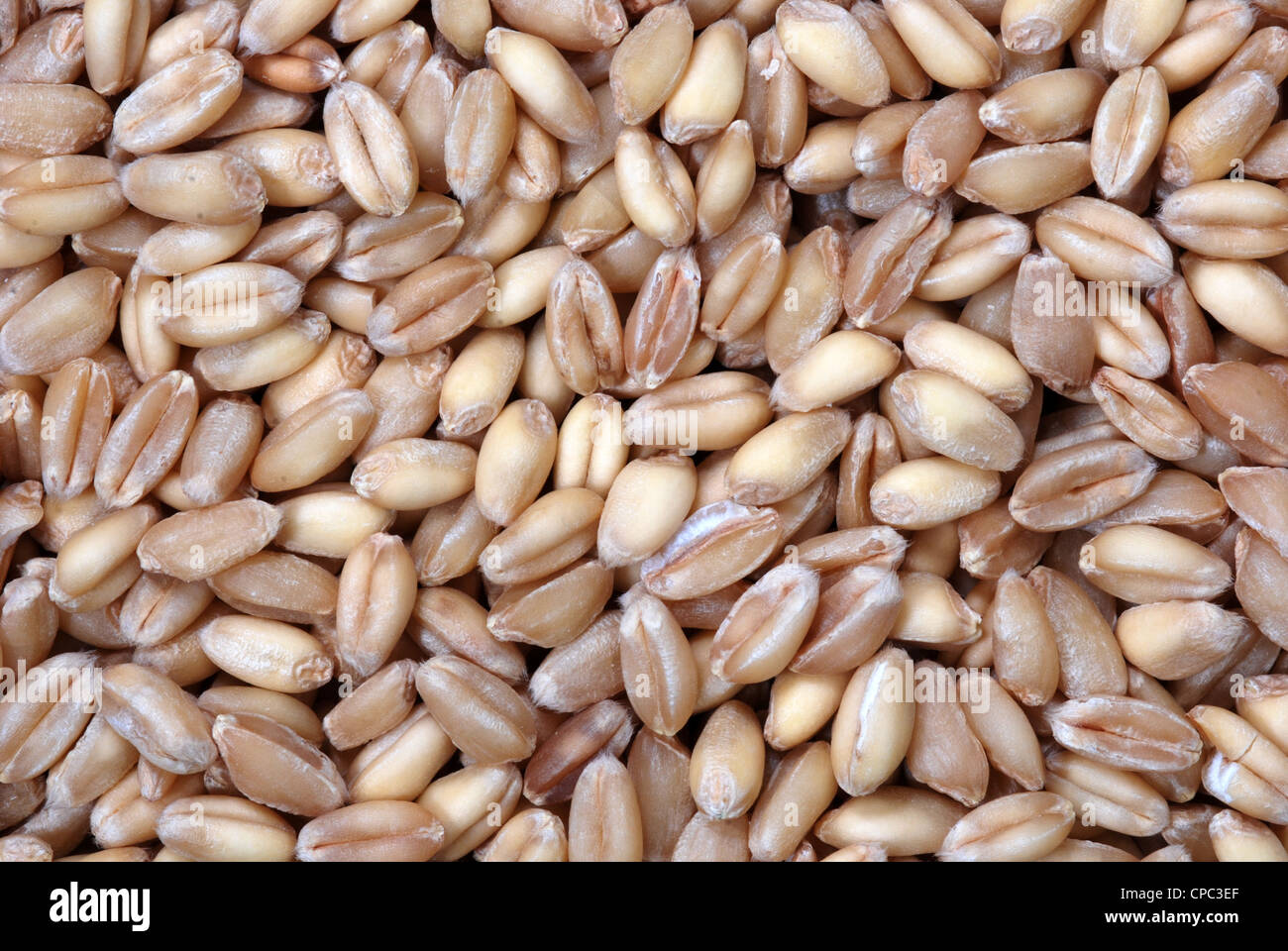 Whole wheat berries hi-res stock photography and images - Alamy