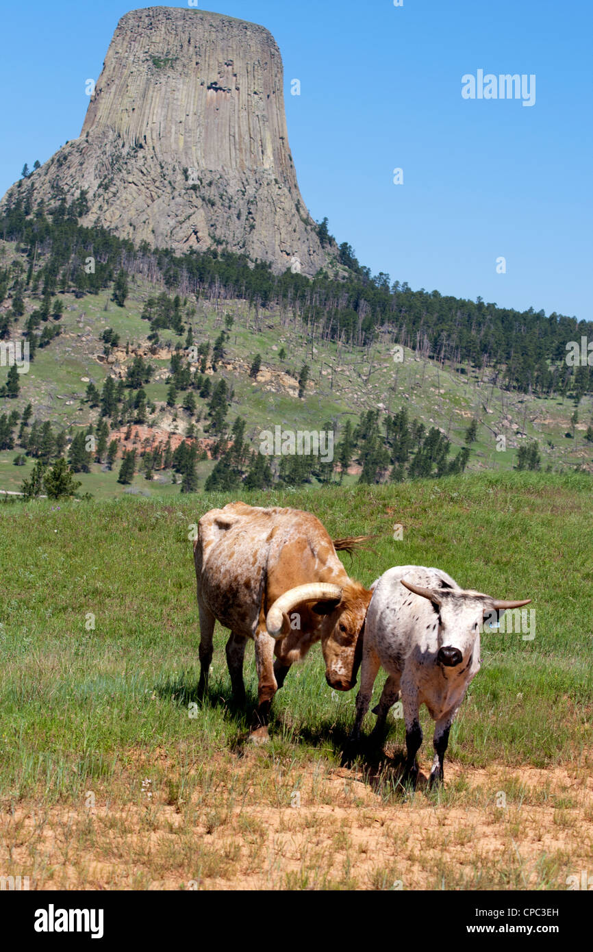 Bull cow from behind hi-res stock photography and images - Alamy