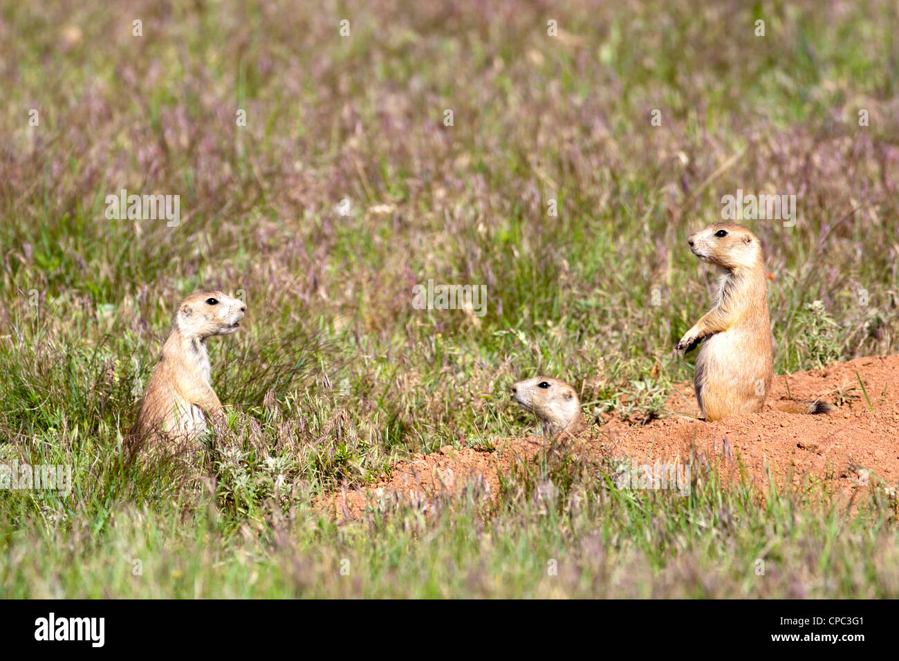 Animals communicating hi-res stock photography and images - Alamy
