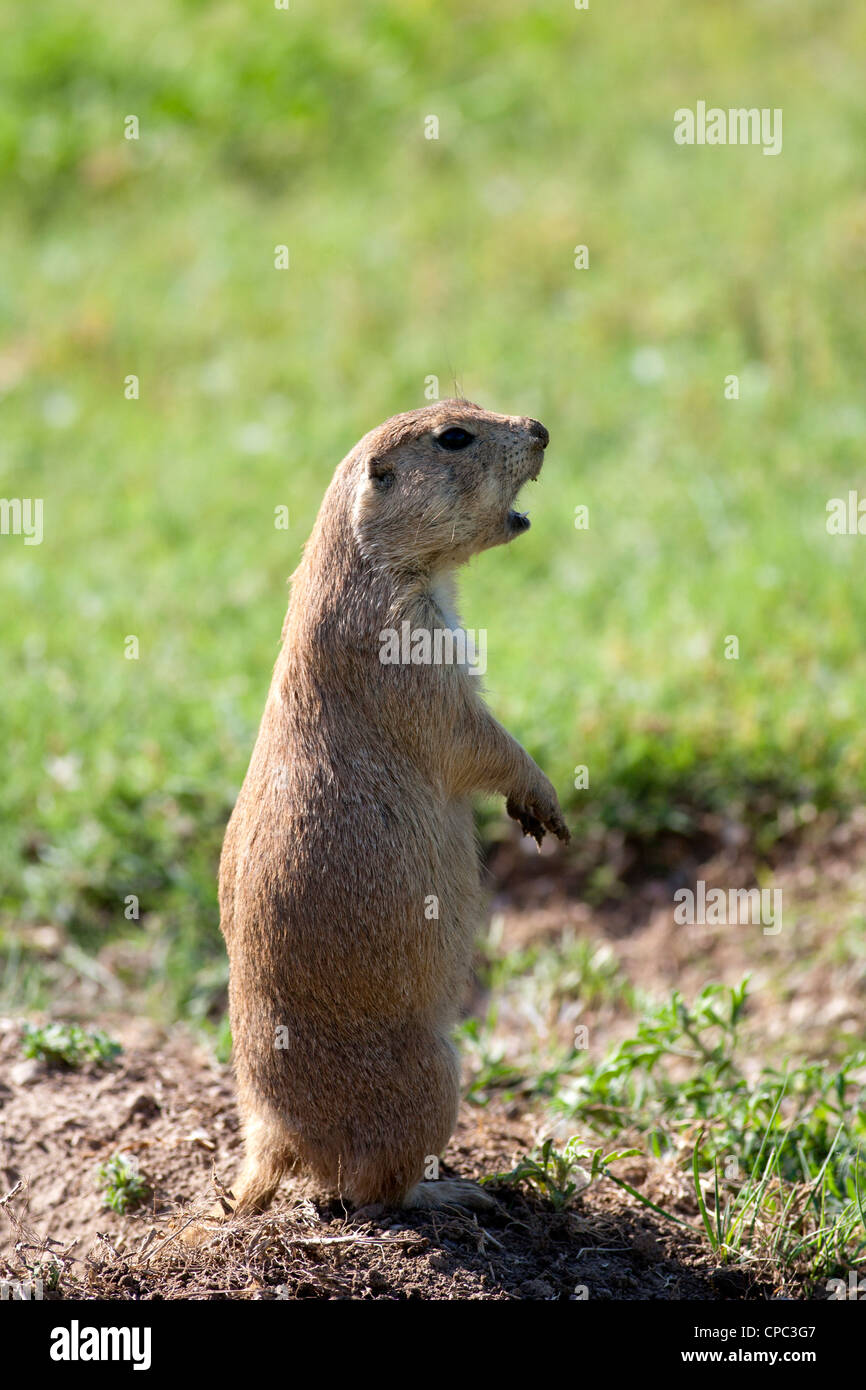 Prairie dog barking hi-res stock photography and images - Alamy