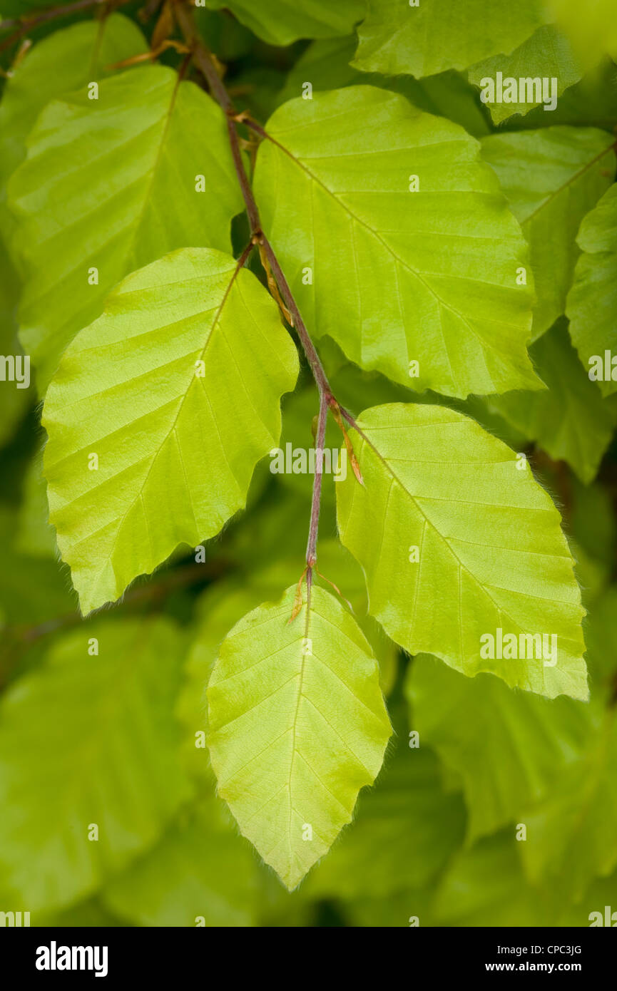 Beech leaf hi-res stock photography and images - Alamy