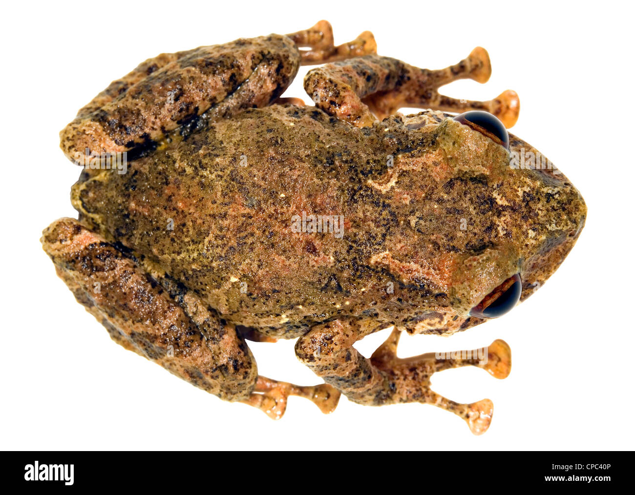 Marbled Rain frog from Ecuador (Pristimantis ventrimarmoratus Stock ...