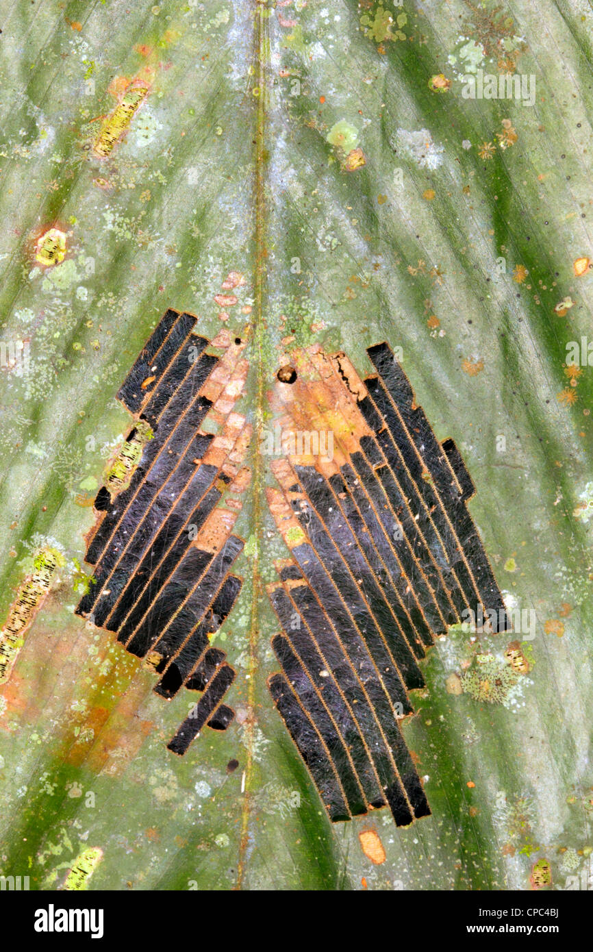 Rainforest leaf with a pattern of holes produced by a defoliating ...