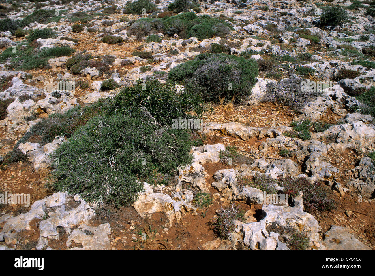 Northwest Malta, Marfa Ridge. Thyme grows amid Limestone Pitted and ...