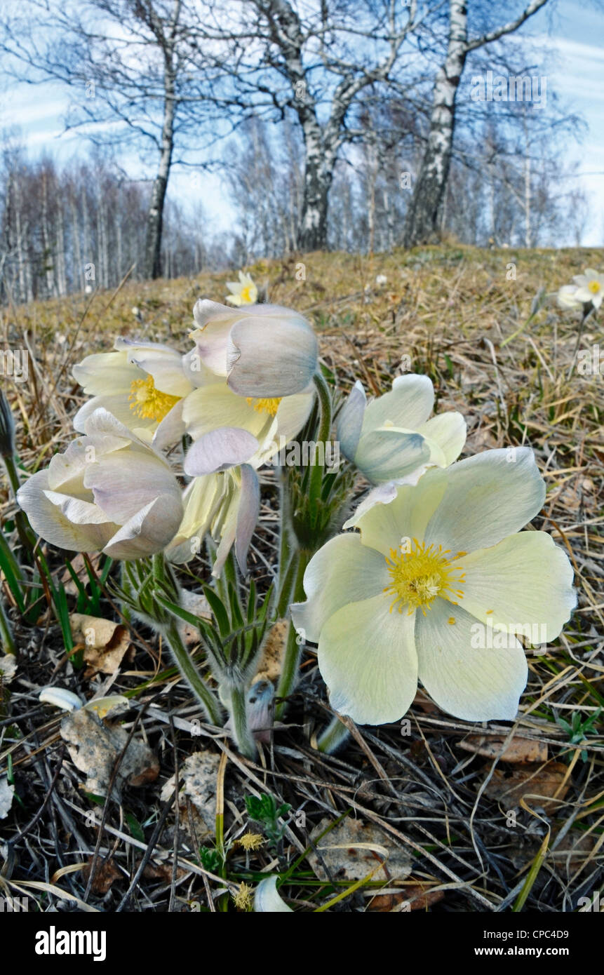 Yellow Pasque flowers. Altai foothills, Siberia, Russia Stock Photo - Alamy