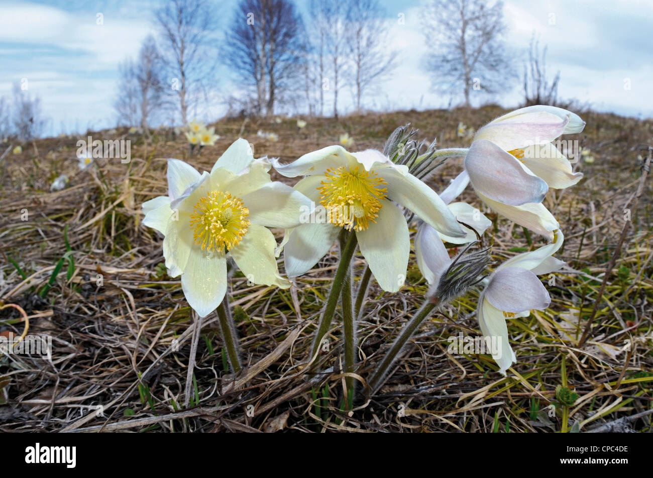 Yellow Pasque flowers. Altai foothills, Siberia, Russia Stock Photo - Alamy