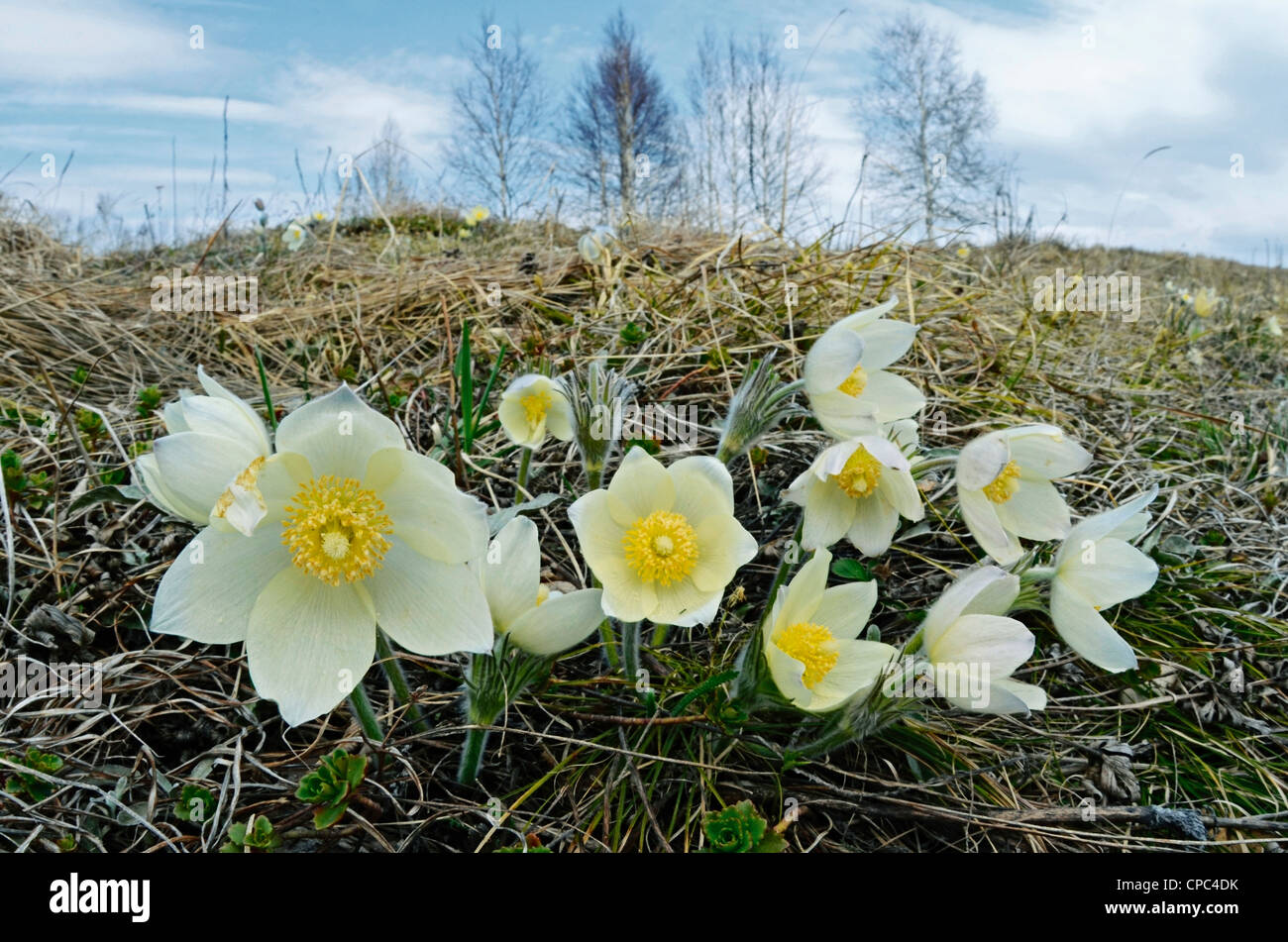 Yellow Pasque flowers. Altai foothills, Siberia, Russia Stock Photo - Alamy