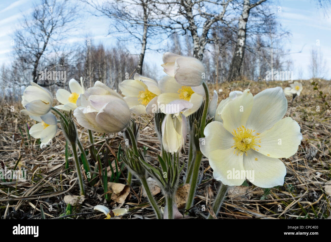 Yellow Pasque flowers. Altai foothills, Siberia, Russia Stock Photo - Alamy