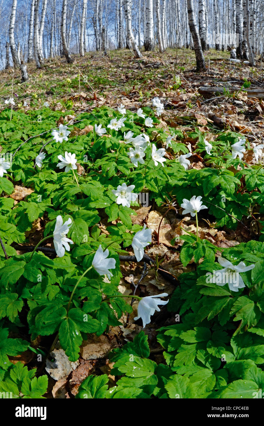 Altai trees up close hi-res stock photography and images - Alamy