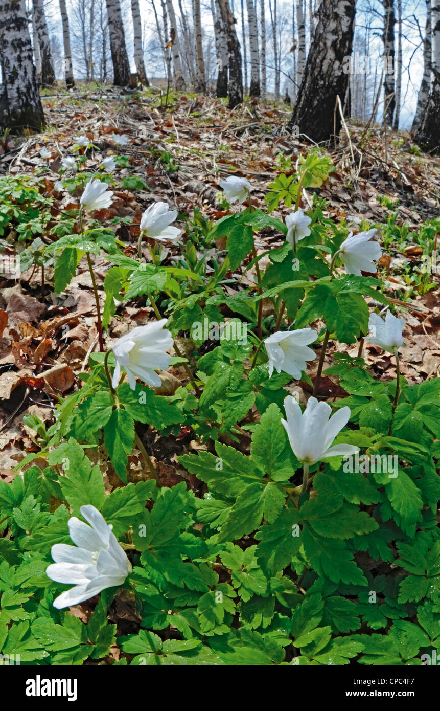 Altai trees up close hi-res stock photography and images - Alamy