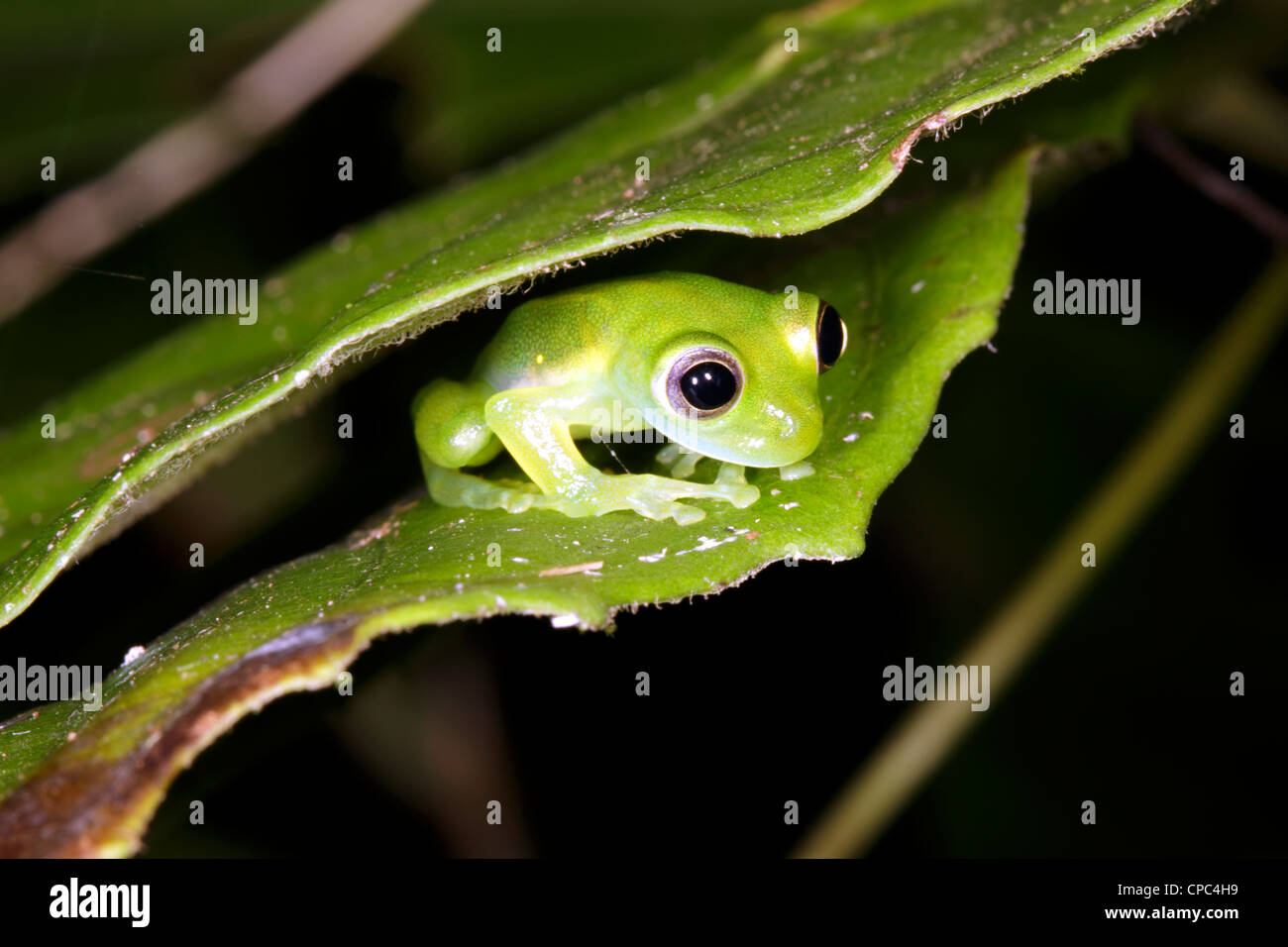 Glass frog (Teratohyla midas) in rainforest, Ecuador Stock Photo - Alamy