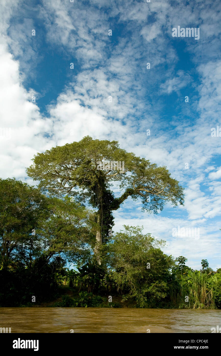 Kapok tree hi-res stock photography and images - Alamy