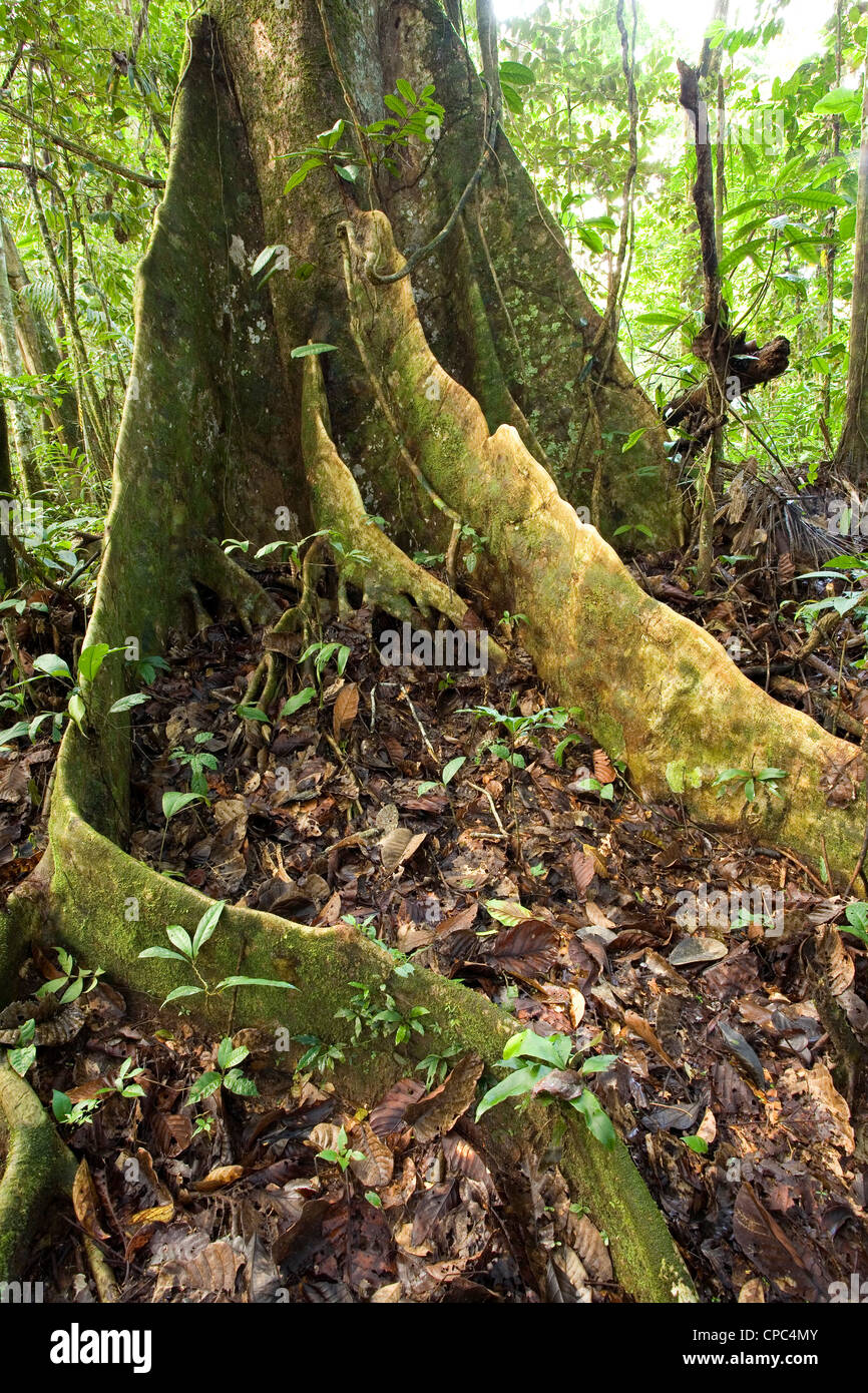 Rainforest tree with buttress roots in the Ecuadorian Amazon Stock ...