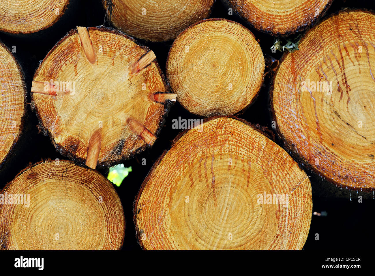 Star drop woods hi-res stock photography and images - Alamy