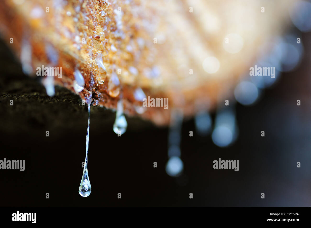 Drops of resin fall from a trunk in a pile of chopped wood Stock Photo ...