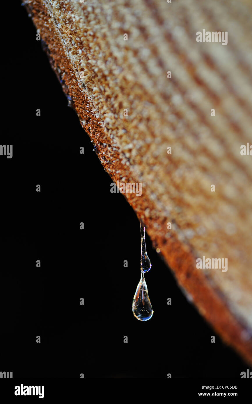 Drops of resin fall from a trunk in a pile of chopped wood Stock Photo ...