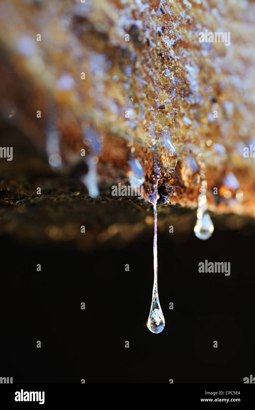 Drops of resin fall from a trunk in a pile of chopped wood Stock Photo ...