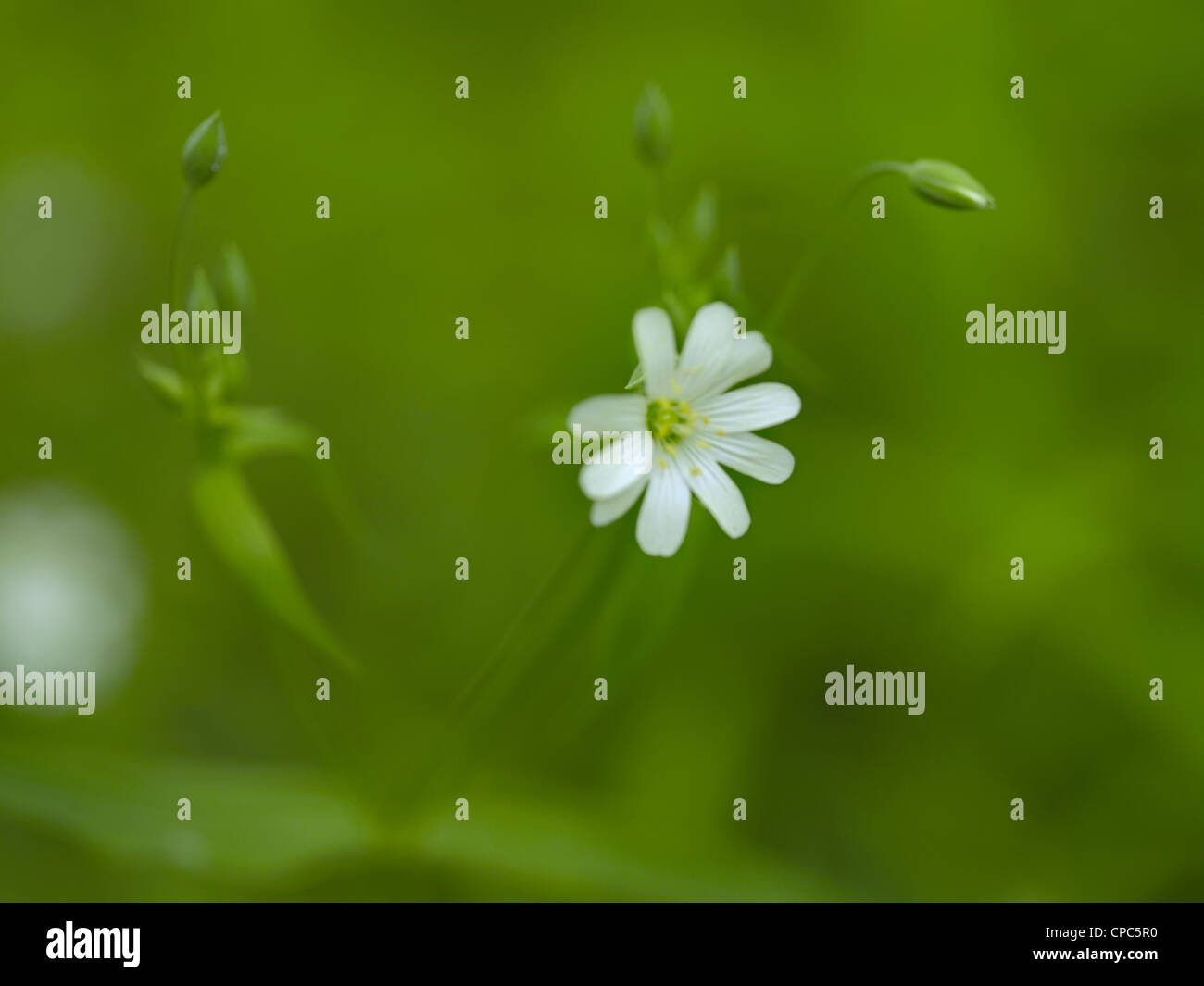 Spring flowers and insects hi-res stock photography and images - Alamy