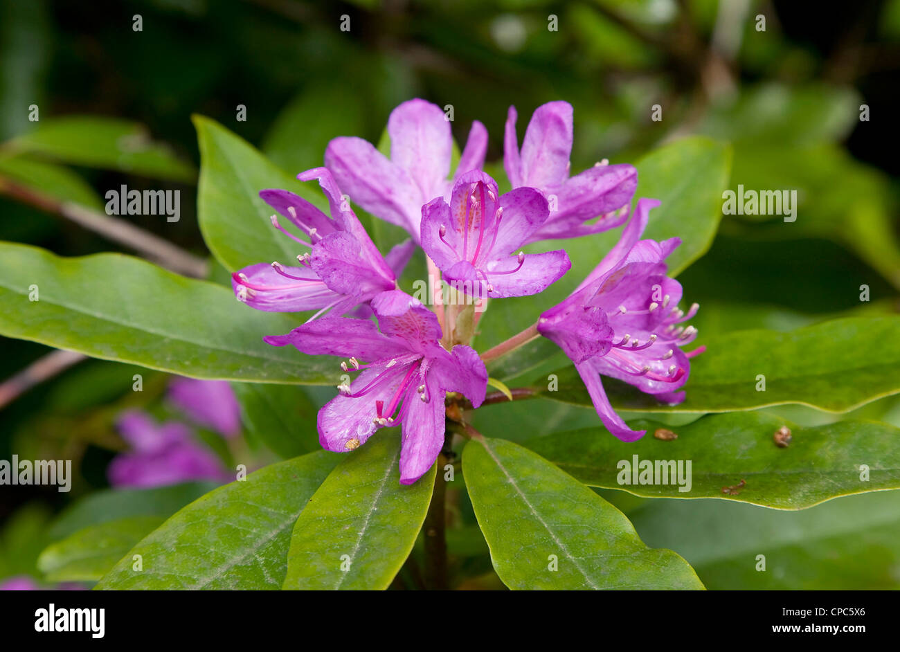 Close up photograph of blue Rhododendron Stock Photo - Alamy