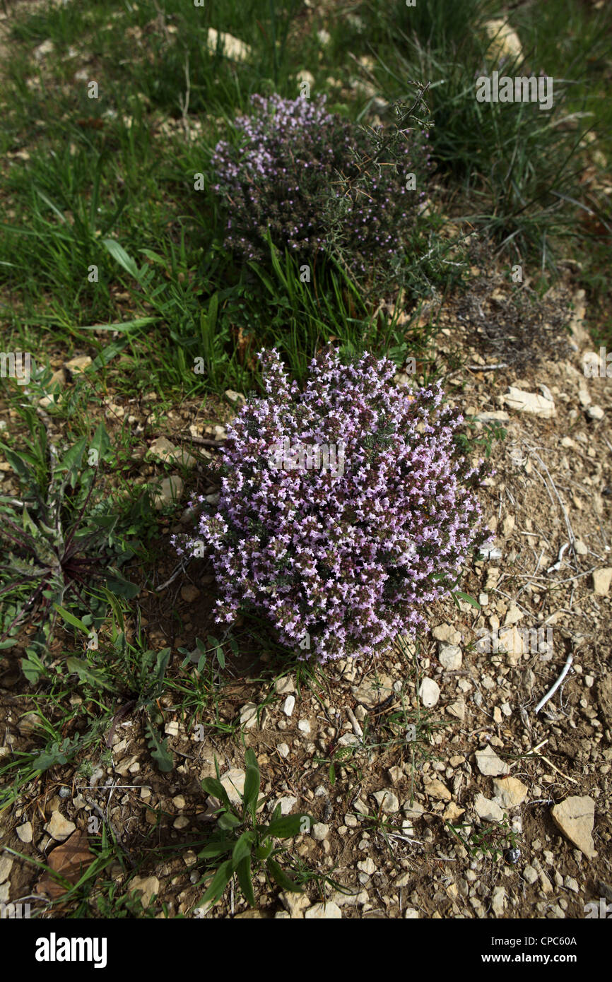 Thyme - Thymus serpyllum - Ardeche - France Stock Photo - Alamy